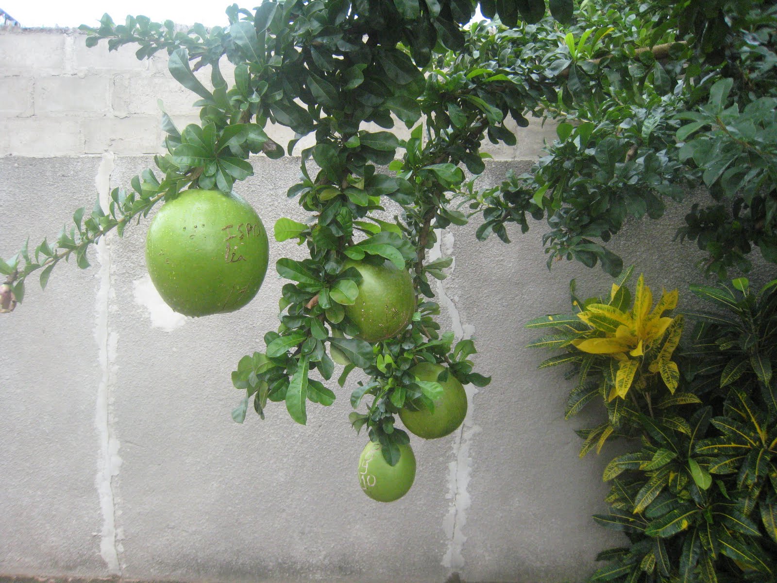 Pictures of African Cocoa Farming: Trees (5)