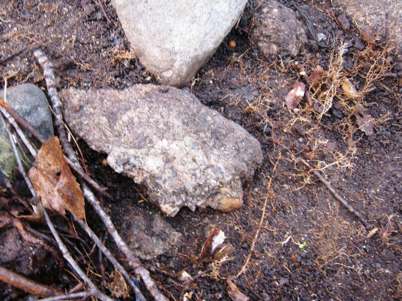 Waking Up on Turtle Island: xenolith/xenocryst