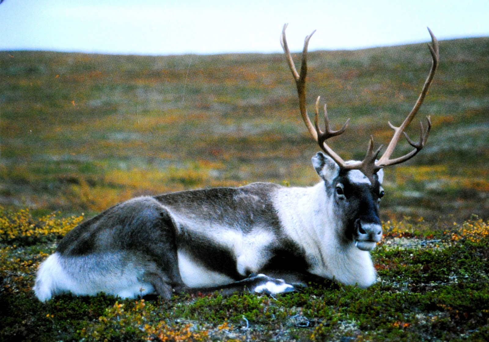 renifery w finalndii