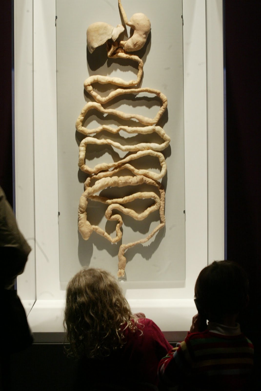 cakegrrl.blogspot.com: Bodies Revealed Exhibit Returns to Sacramento on ...