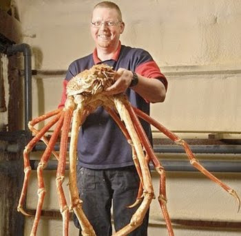 Voodoo Kitchen: The Daddy Long Legs of Crabs