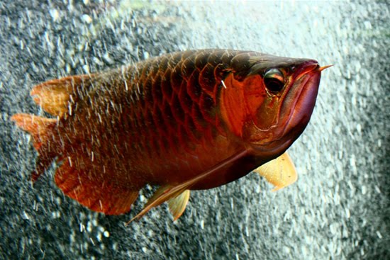 Arowana - The Red Dragon Fish | ElaKiri