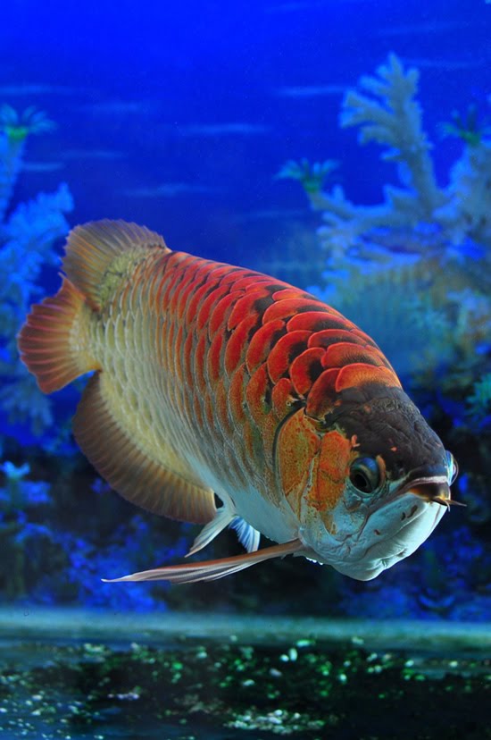 Arowana - The Red Dragon Fish | ElaKiri