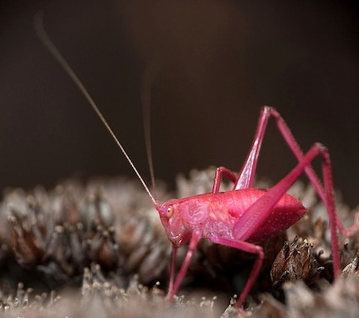 My Funny: Weird Pink Katydid | Pictures