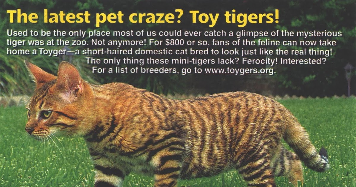 Land of Pics: Toygers - Domestic Tiger Cats