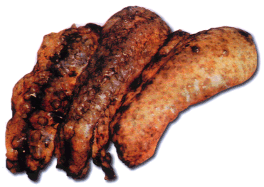 Jellygamat, Herbal gamat GOLD G utk Terapi penyembuhan ANDA: GAMAT (2)