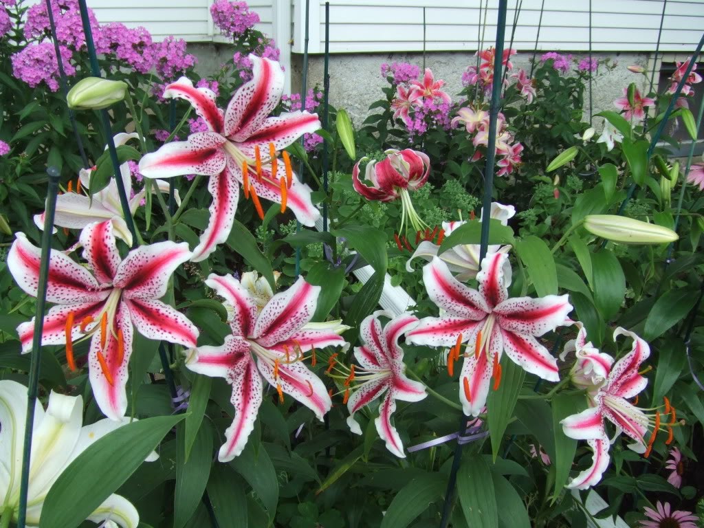 The Suburban Gardener: What Is Going On?