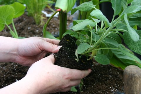BjGardeners.com