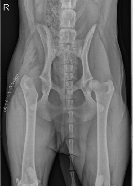 Milo's FHO Recovery: January 2011