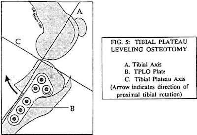 Live Strong, Koda!: TPLO explained with XRAYS