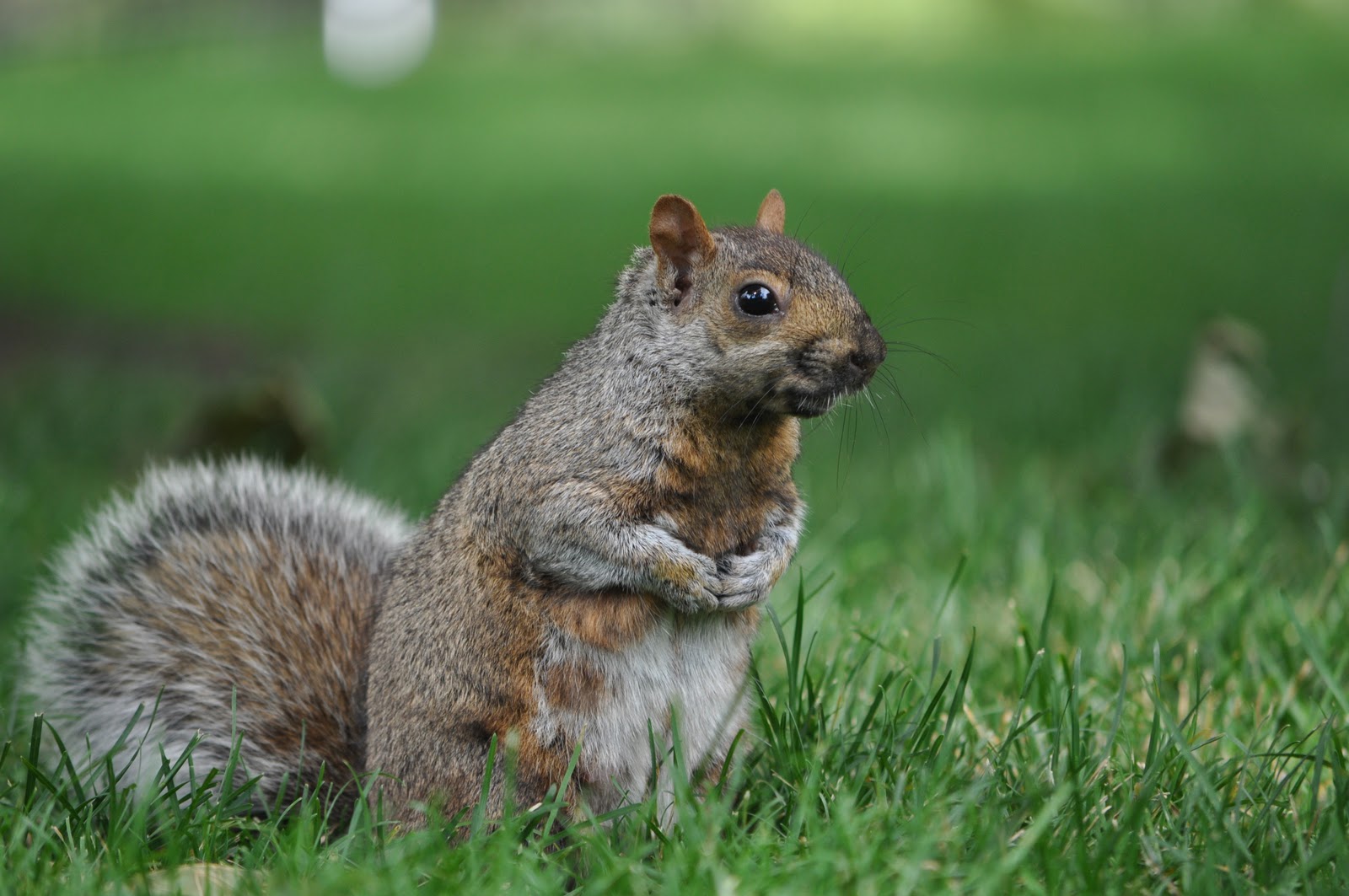 Westmount Squirrels: The lovely and talented Caroline presents: