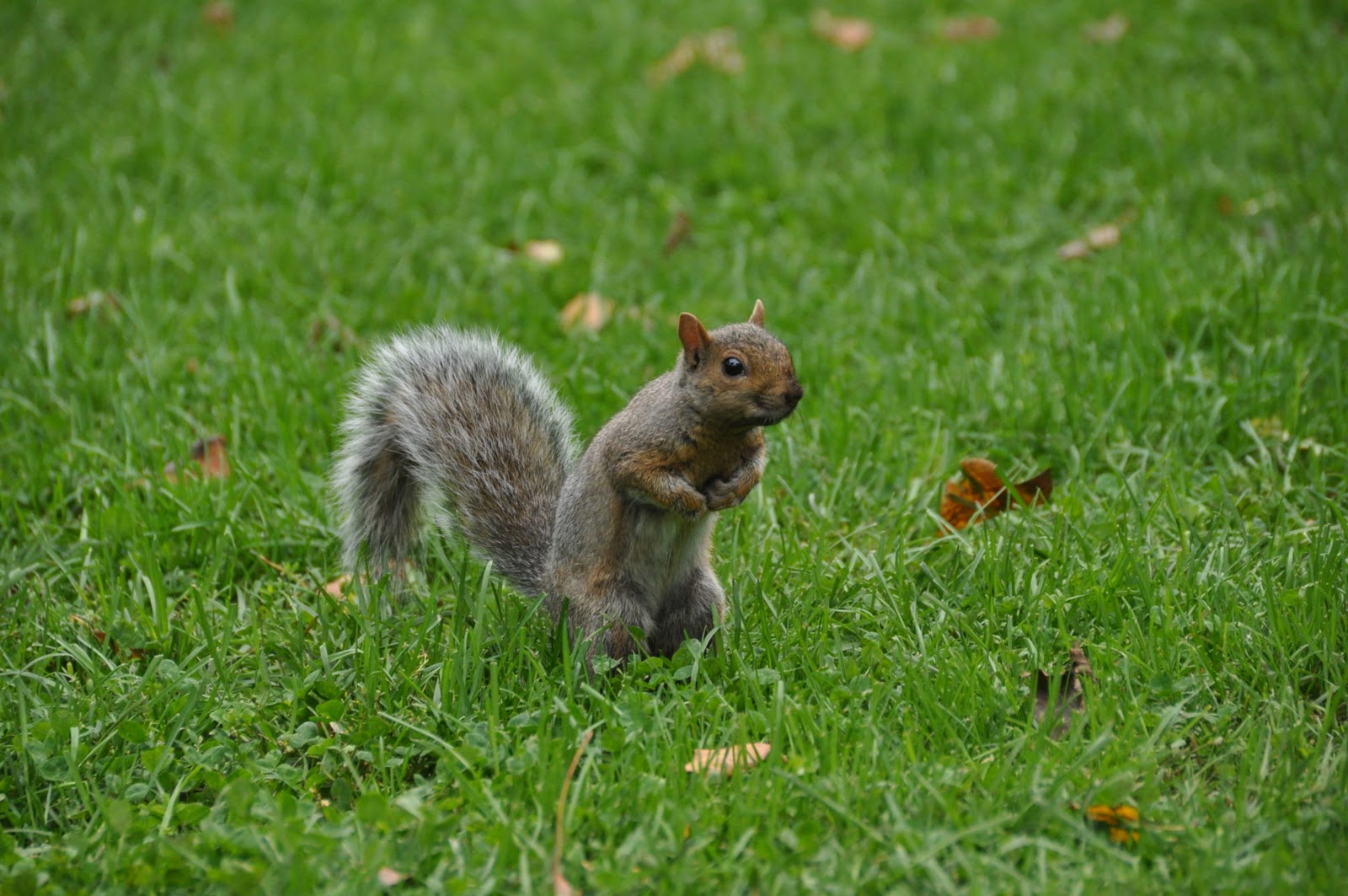Westmount Squirrels: More generally great squirrel poses