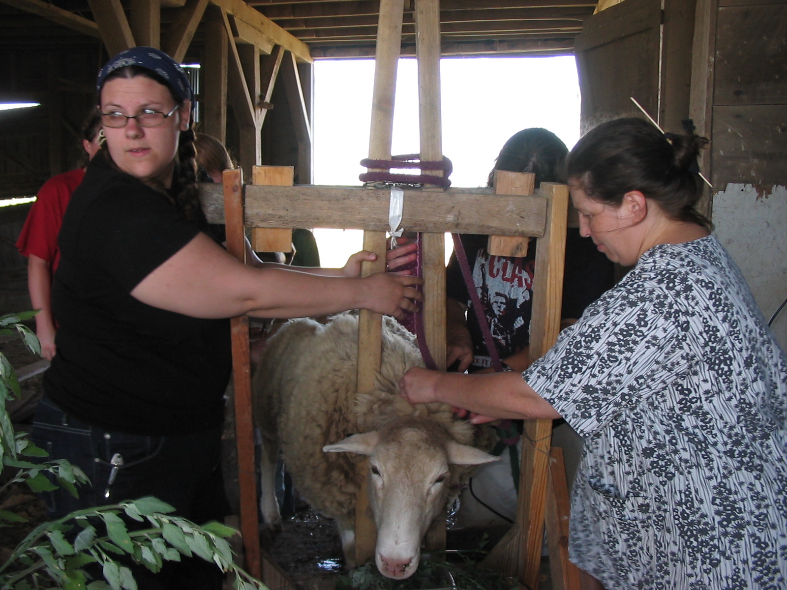 Viking Preparedness: Sheep Shearing Sisters