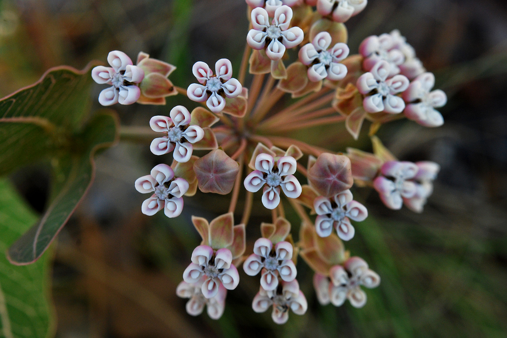 Milkweed Gardens: Florida's Native Milkweed
