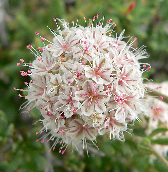 Gavilan Hills Blog: California Buckwheat