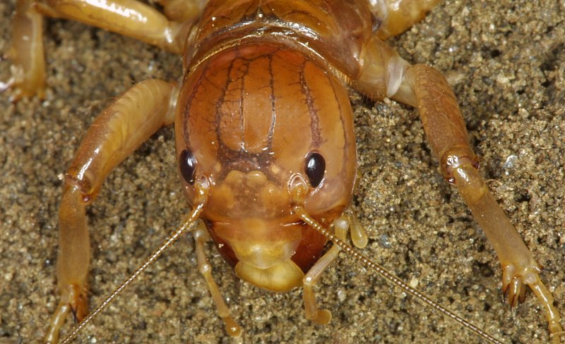 Gavilan Hills Blog: Babies in the dirt - my dirty little secret