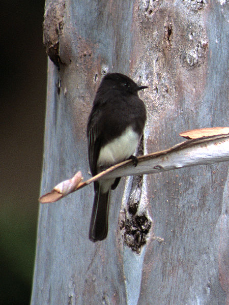 Gavilan Hills Blog: Tuxedo Bird