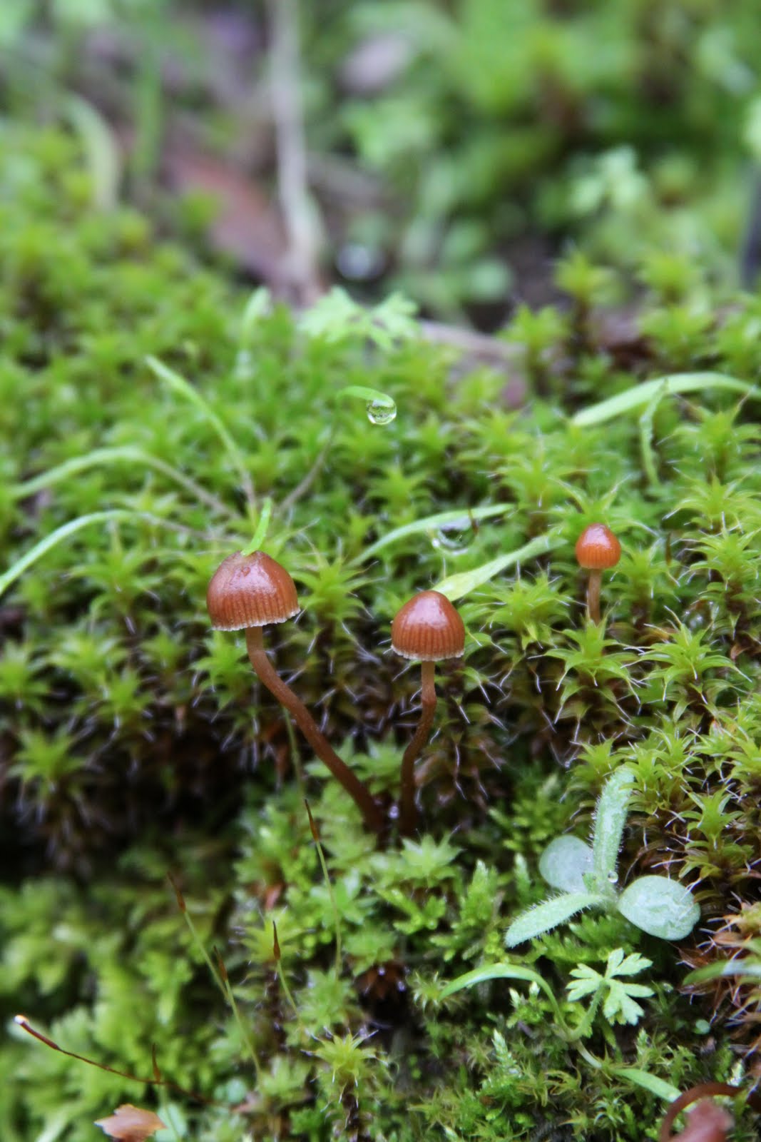 Flora Isadora: Camera Obscura: Things that are green in January