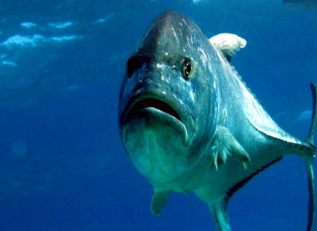 NATURE FISHING: Sumatra Fishing Spots