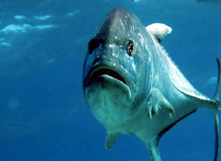 NATURE FISHING: Sumatra Fishing Spots