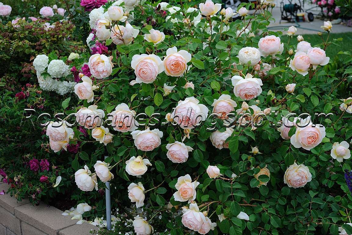 A Rose is a Rose...: My English roses