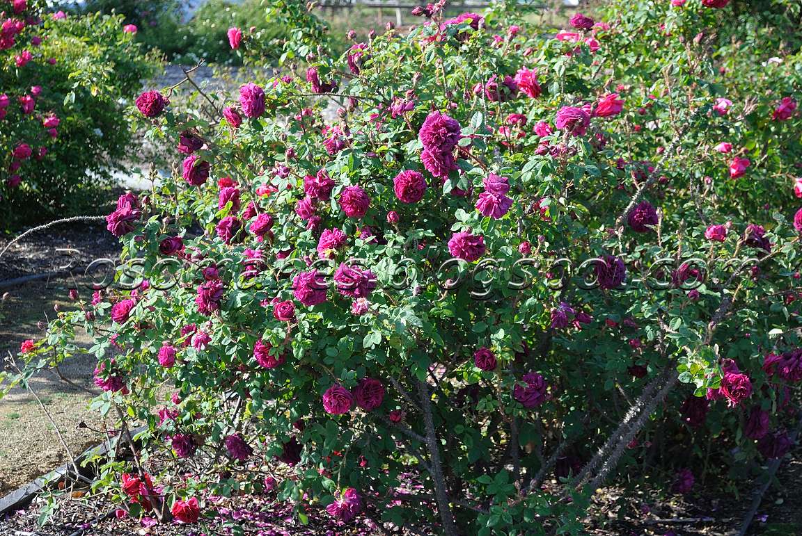 A Rose is a Rose...: Damasks, Portlands and Mosses at the Heritage