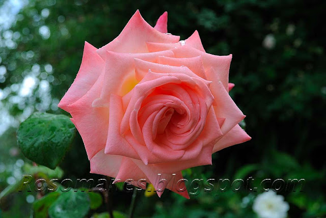 A Rose is a Rose...: A Year With a Rose: Violet Carson