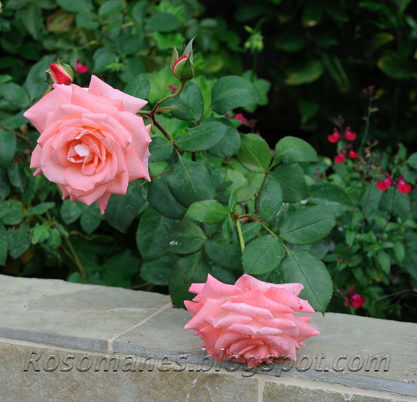 A Rose is a Rose...: A Year With a Rose: Violet Carson