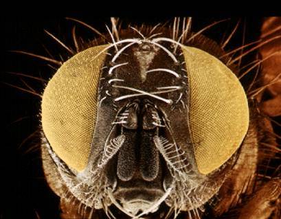 La asquerosa y asombrosa Mosca | Naturaleza asombrosa, maravillas naturales