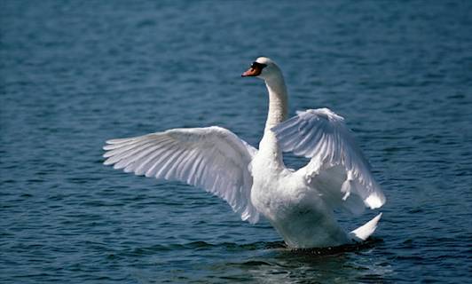 La asombrosa belleza del cisne | Naturaleza asombrosa, maravillas naturales