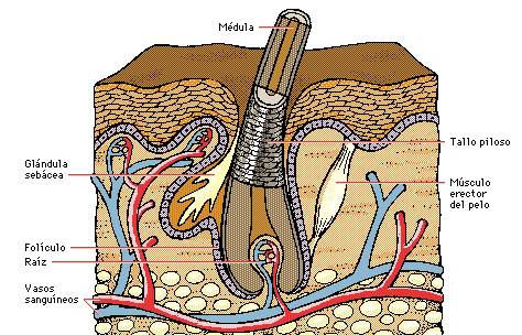 El asombroso pelo de los mamiferos | Naturaleza asombrosa, maravillas ...