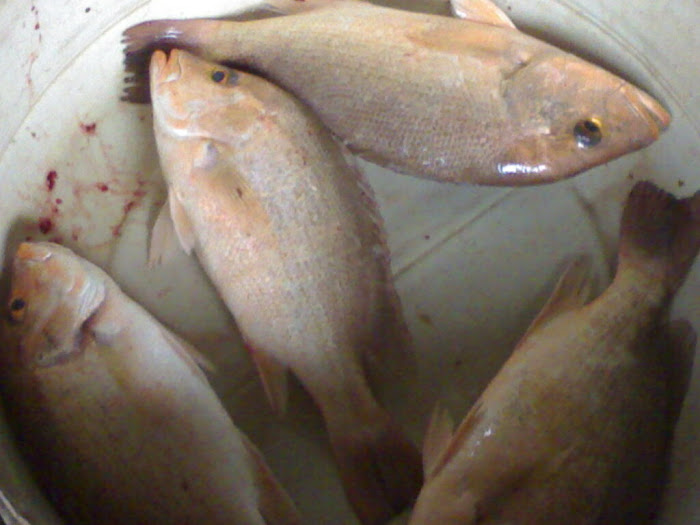 KAKIPANCING: KAKI PANCING