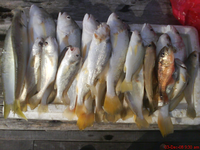 KAKIPANCING: KAKI PANCING