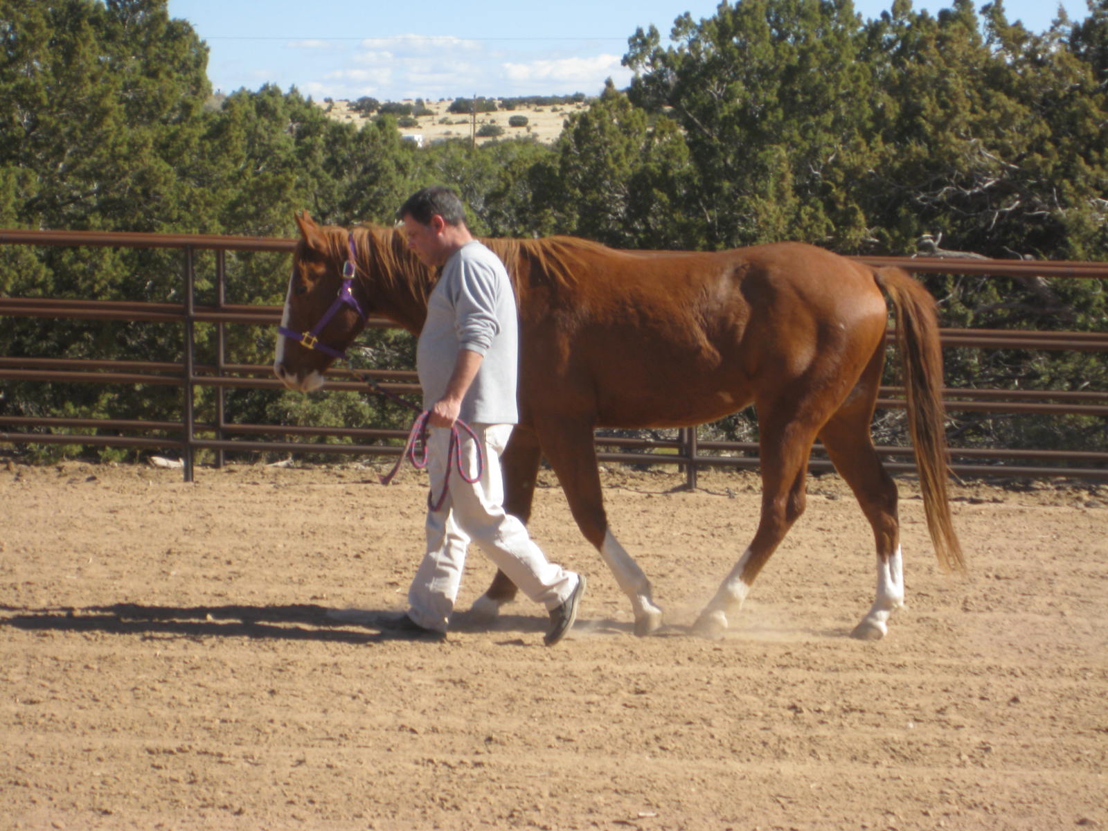 HORSES FOR HEROES New Mexico - Cowboy Up! 505-798-2535: VA/PRRC Visits ...