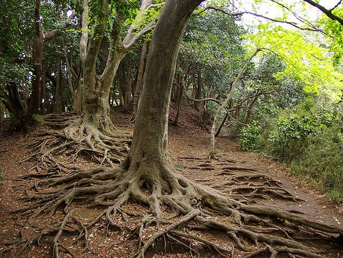 Trees With Shallow Roots