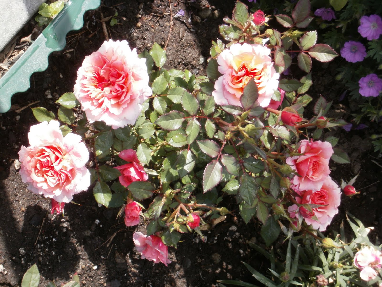 Lees Little Garden: Mini Rose Bushes-Love Em!