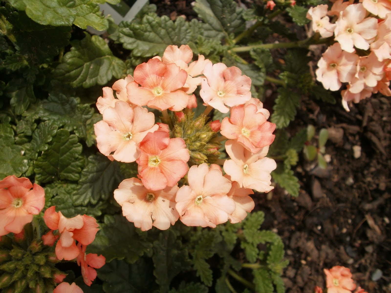 Lees Little Garden: Peach color Lanai Verbena from Proven Winners