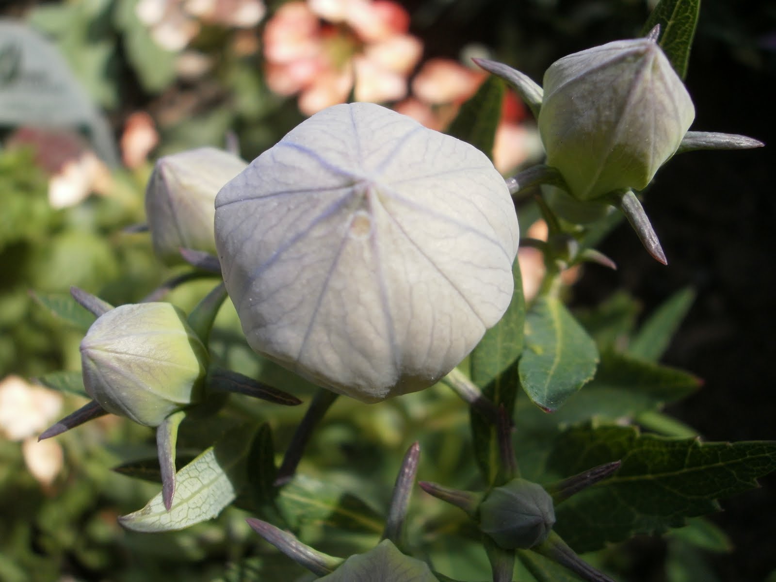 Lees Little Garden: Balloon Flower Buds, Platycodon grandiflorus
