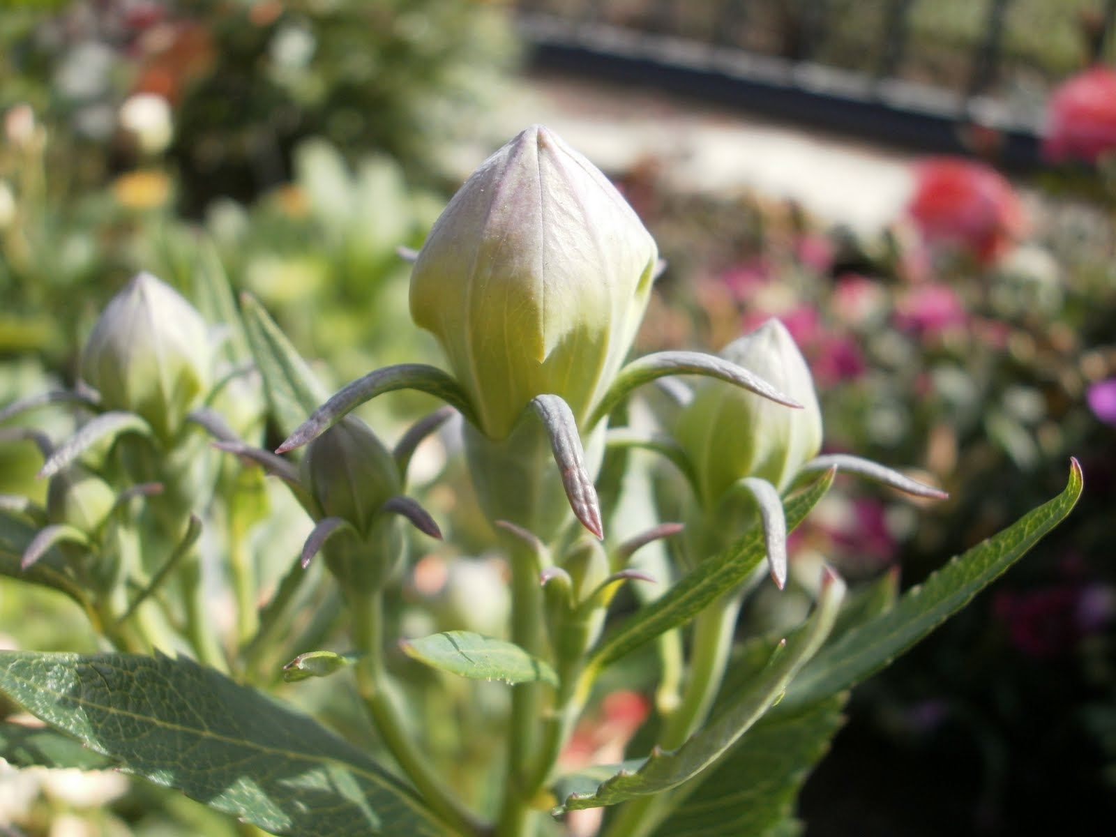Lees Little Garden: Balloon Flower Buds, Platycodon grandiflorus