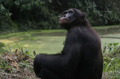 Bonobo Handshake: Photos of Tatango...