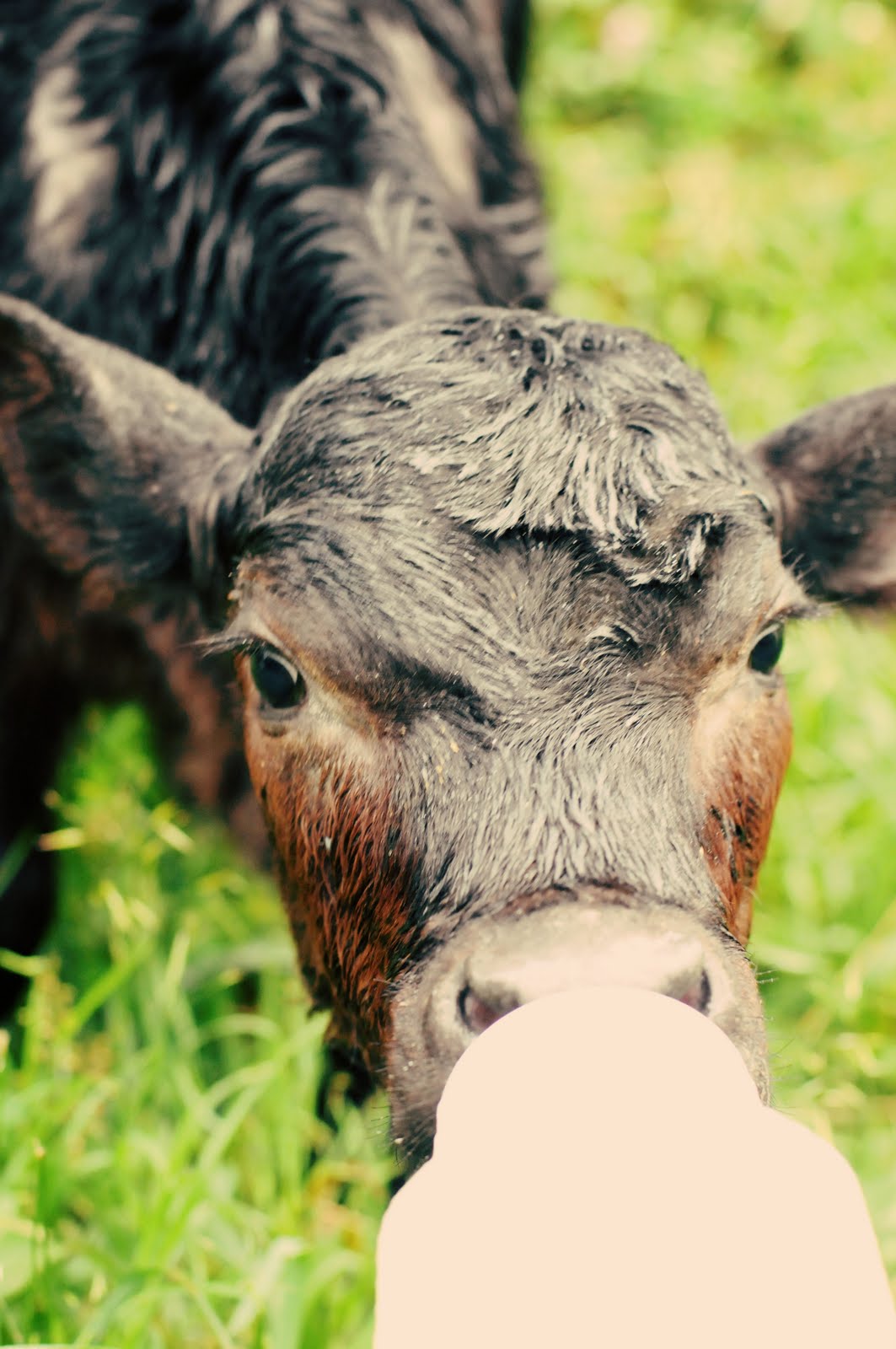 The Sanders Family: Bucket Bottle Calf