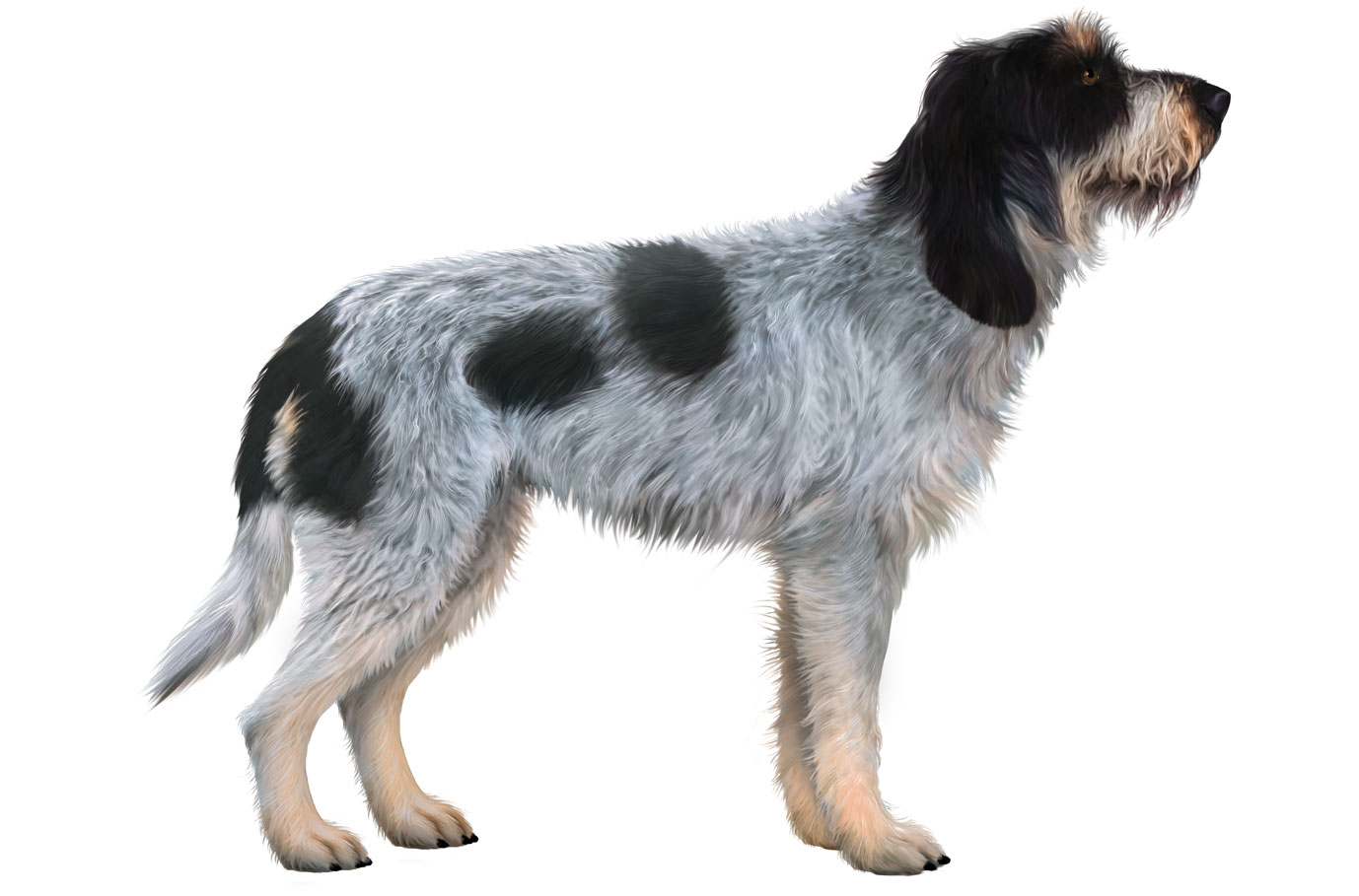 Las Animaladas de Kaffa: Grifon azul de Gasconia