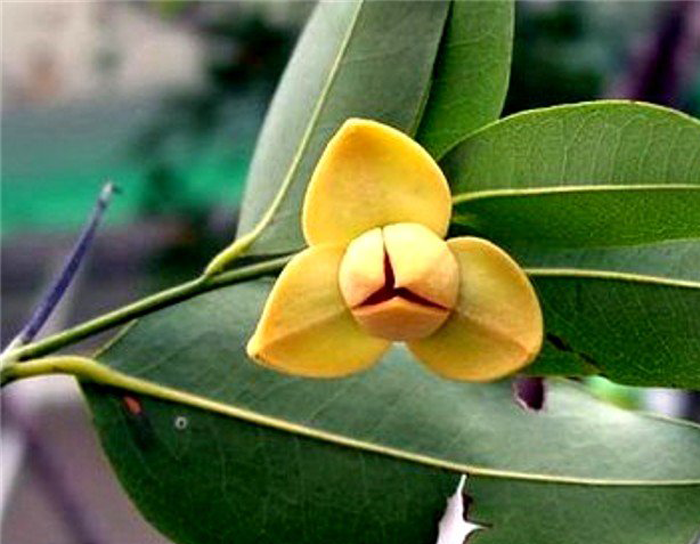 Cambodia Profile: National Flower