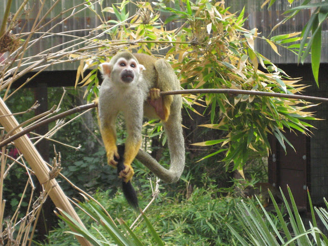 precious lil things: welcome to the (common squirrel) monkey house