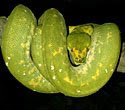 REPTILE LOVER: GREEN TREE PYTHON LOCALITIES