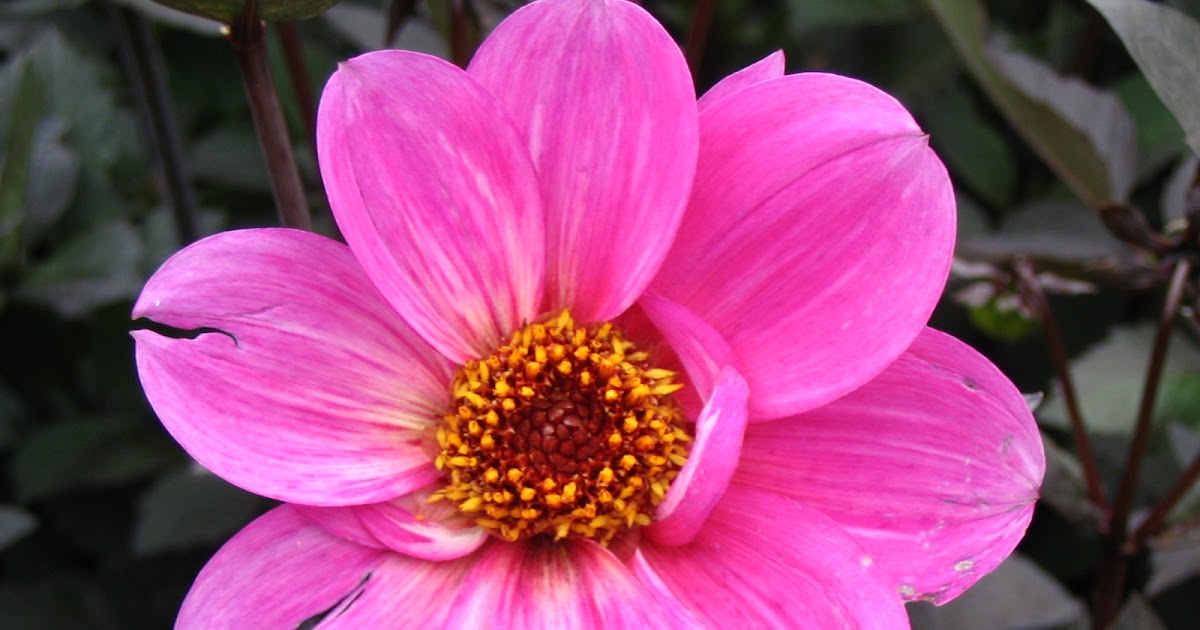 My Wallpapers: Flowres