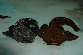 PIER AQUATICS NEW ARRIVALS: Amaralia hypsiura