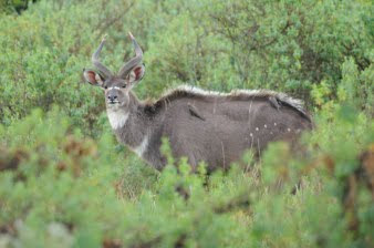 Wild Share: Abyssinian Rose 07/03/10