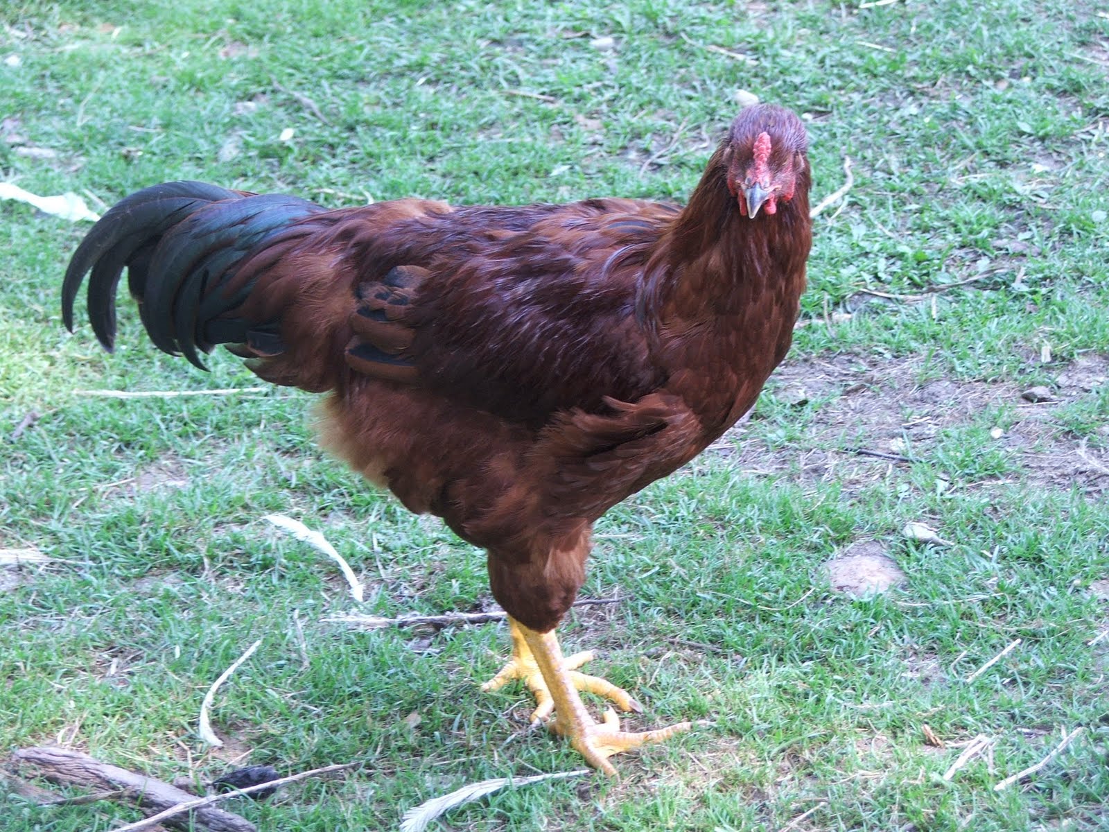 My Chickens: 16 Weeks Old