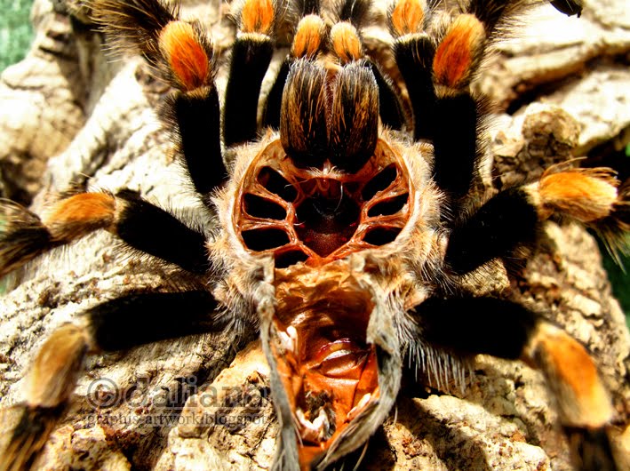 Photographis: Brachypelma smithi (Mexican Red-kneed Tarantula)- Moulting